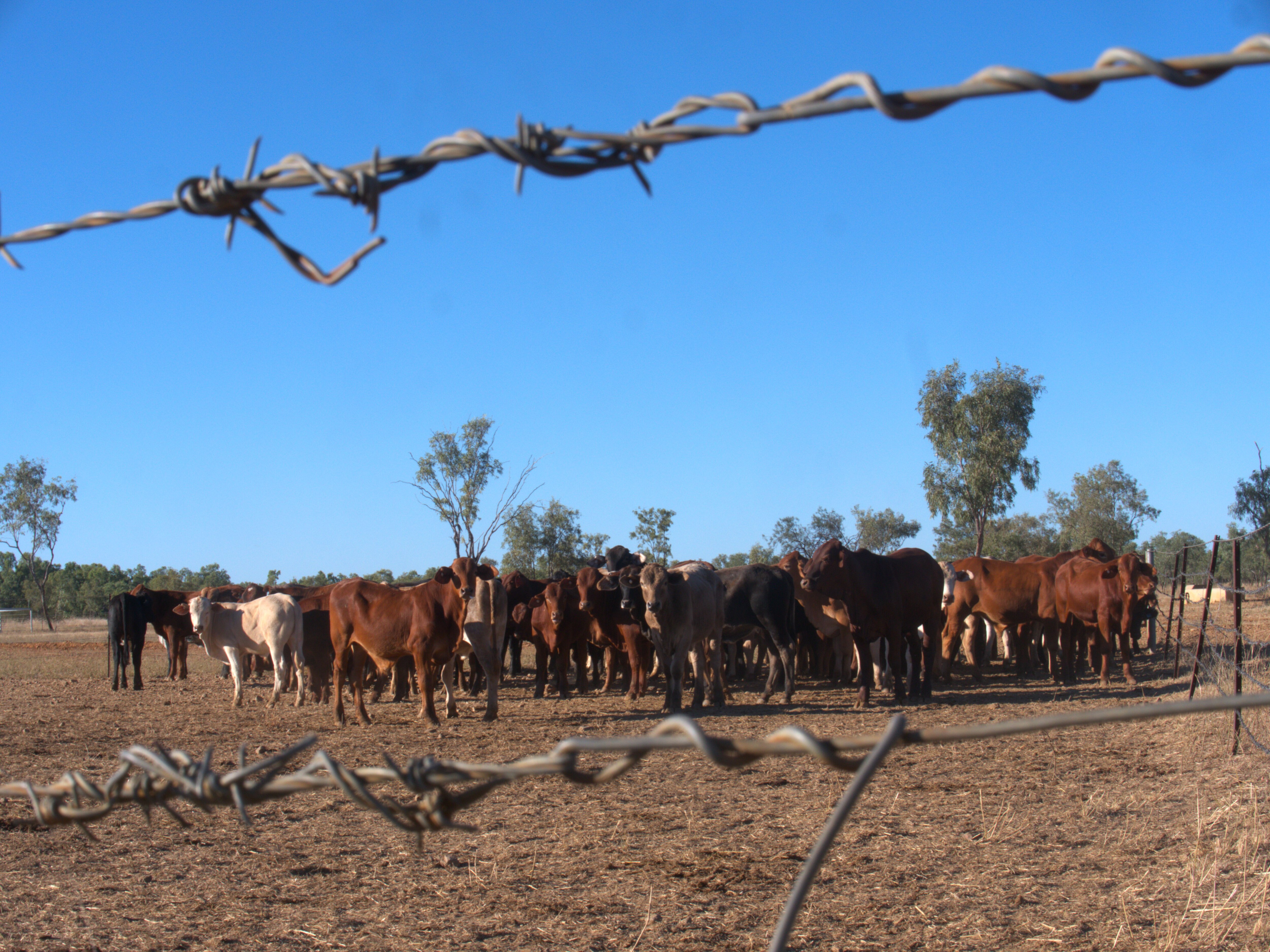 Cattle producers encourage industry to bring urban communities into ...