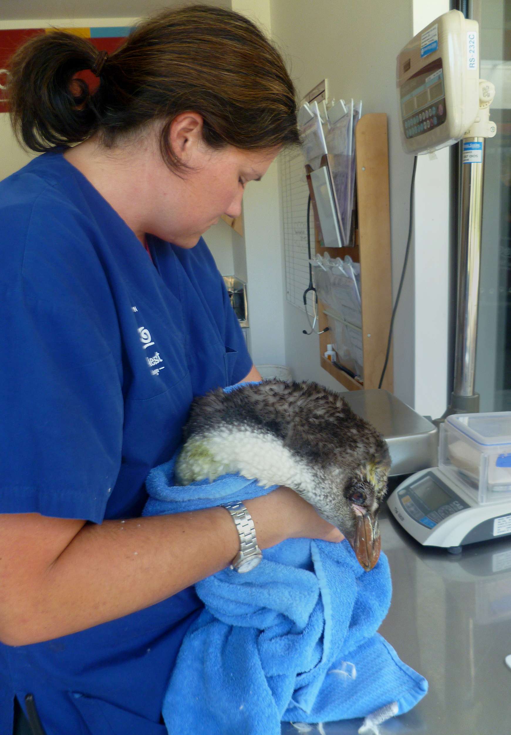 Sad end for lost penguin in New Zealand - ABC News