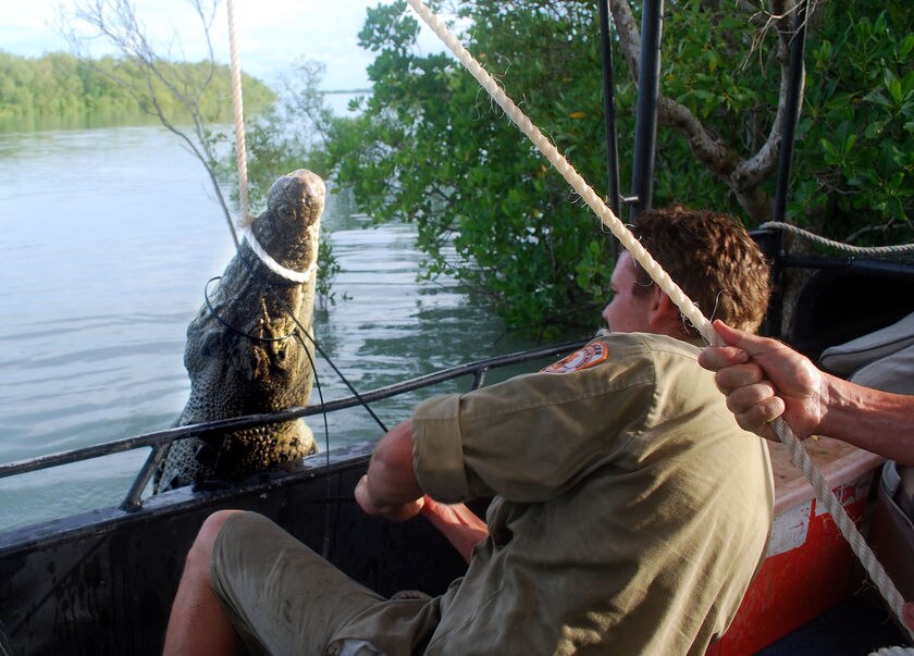 Rangers warn of frisky crocs in city waterways - ABC News
