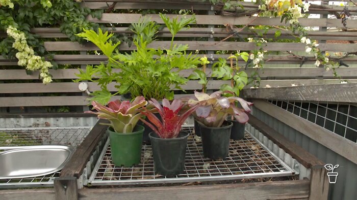 Halfway House - Gardening Australia