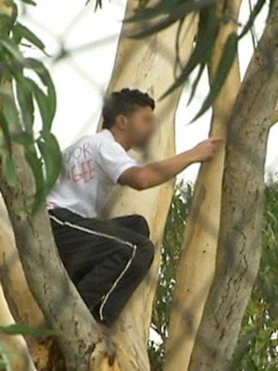 Detained boy in tree-top protest - ABC News