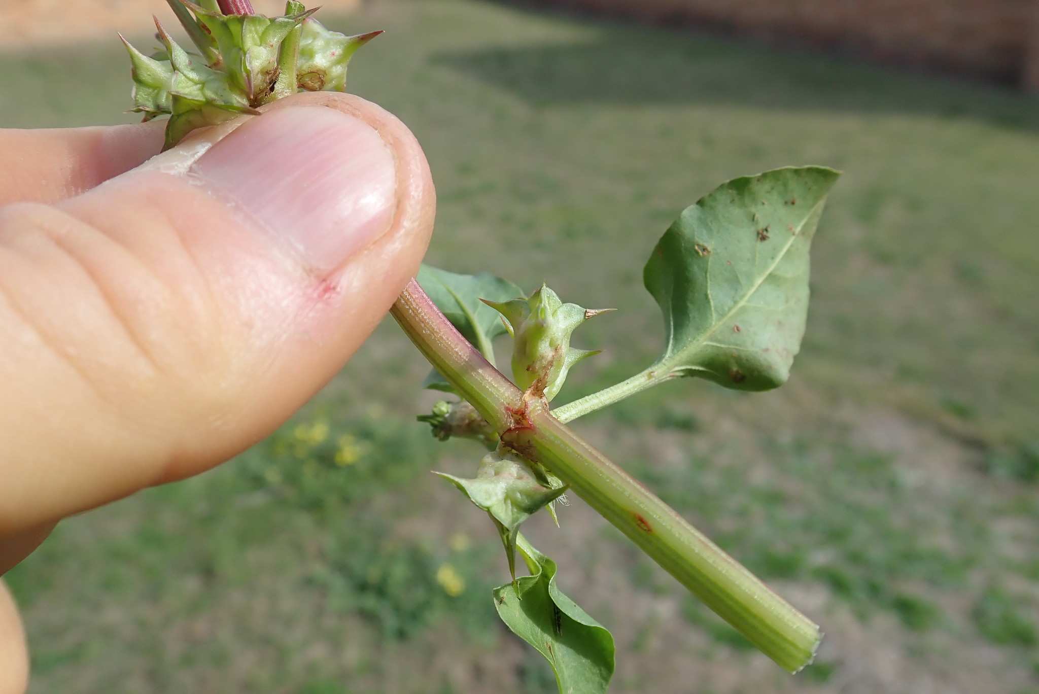 How to get rid of three-corner jacks - ABC Adelaide