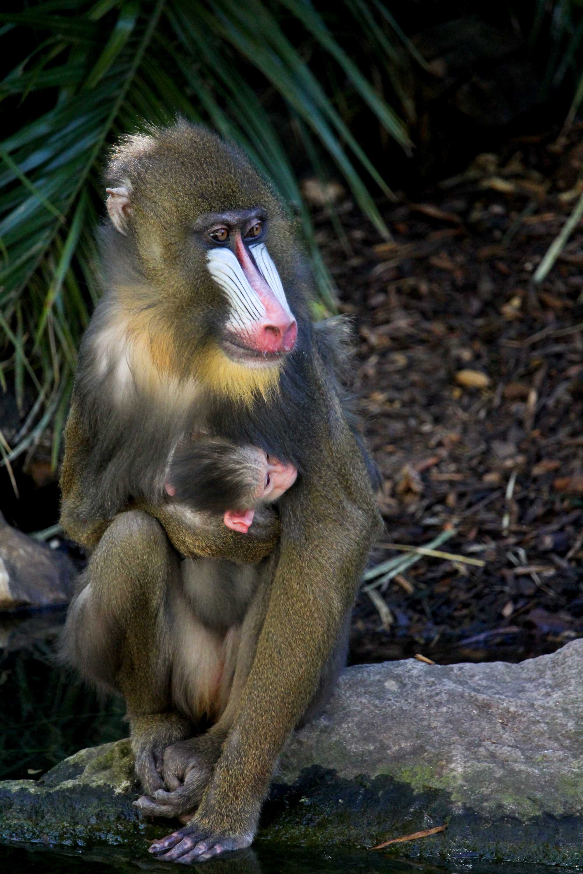 Adelaide Zoo's baby mandrill thrives following 'surprise' birth - ABC News