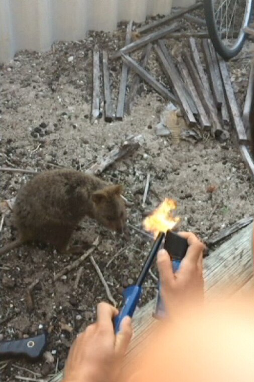 Quokka cruelty: French tourists fined after pleading guilty to burning ...