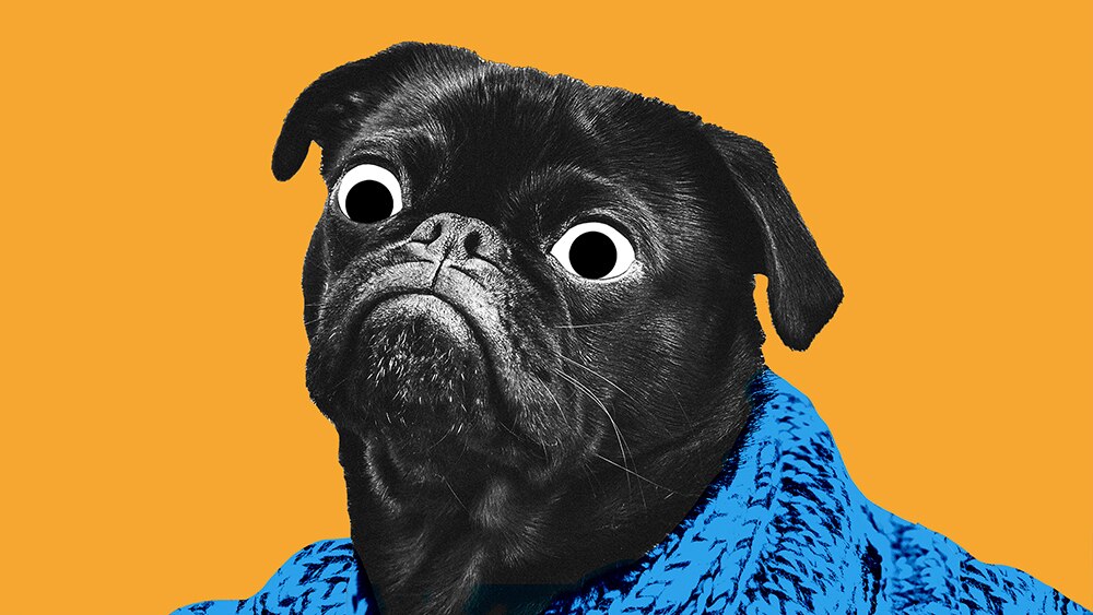 Can Dogs Get Insomnia