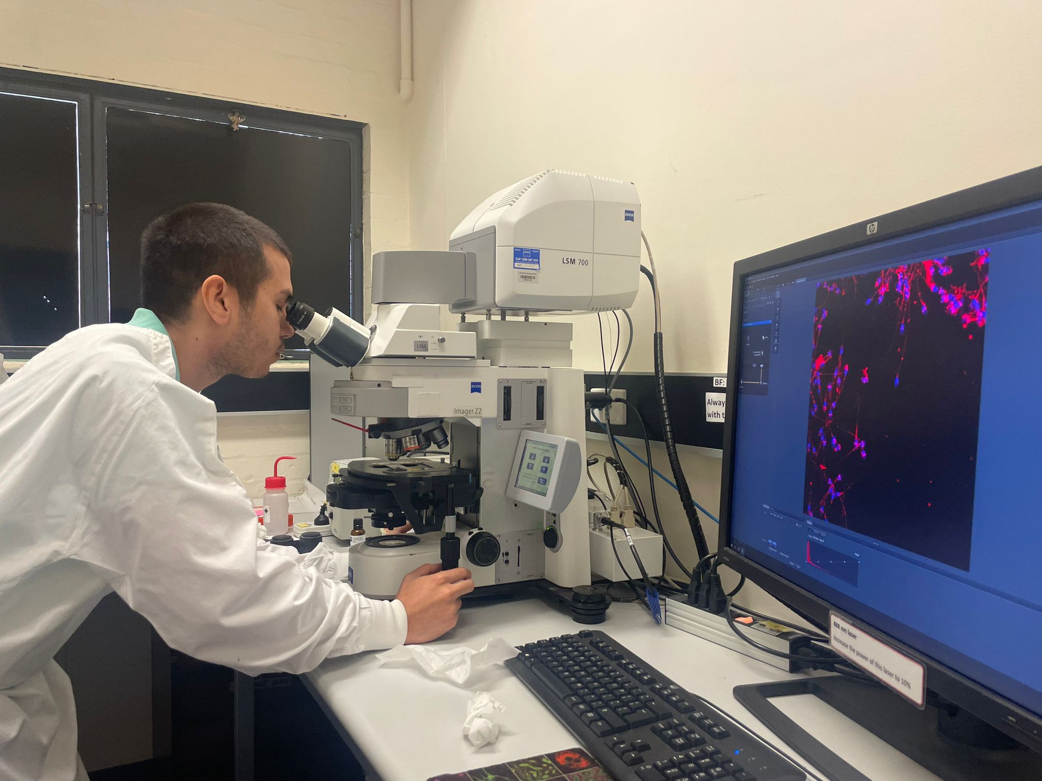 Scientists have successfully produced the first kangaroo embryo through ...