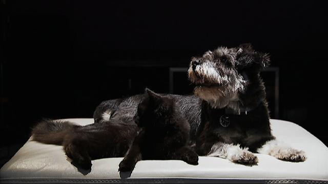 Catalyst: Dog optimism - ABC Education