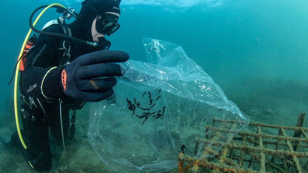 Marine scientists undertake "biggest release" of seahorses into Sydney ...