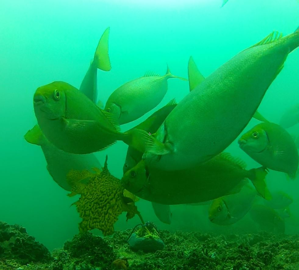 Tropical invaders, heat waves and pollution take toll on Australia's ...