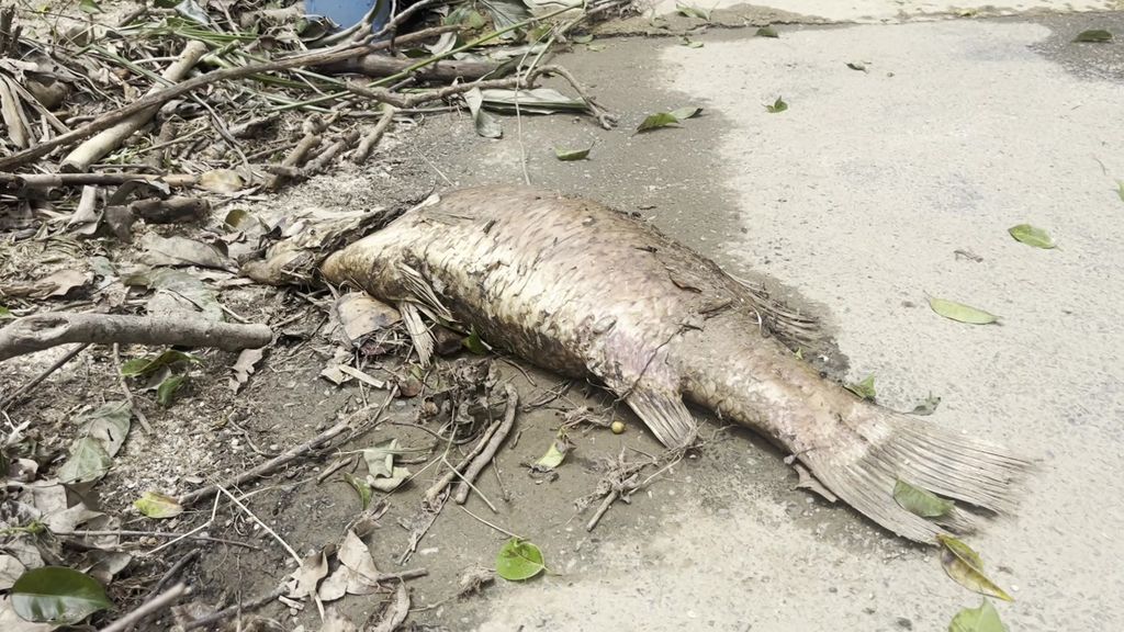 Dead fish litter Goomboora Park in Cairns - ABC News