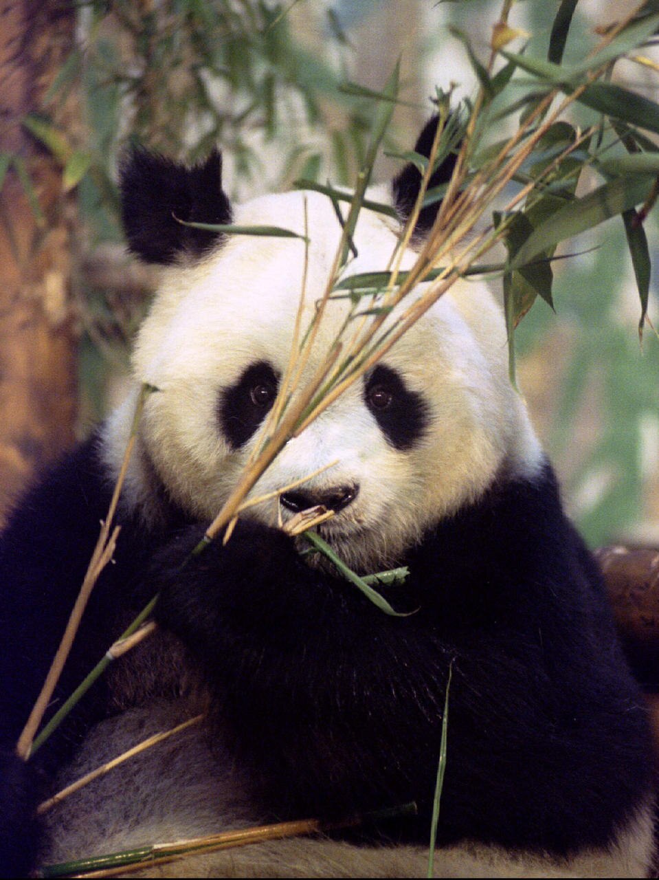 World's oldest panda dies in China - ABC News
