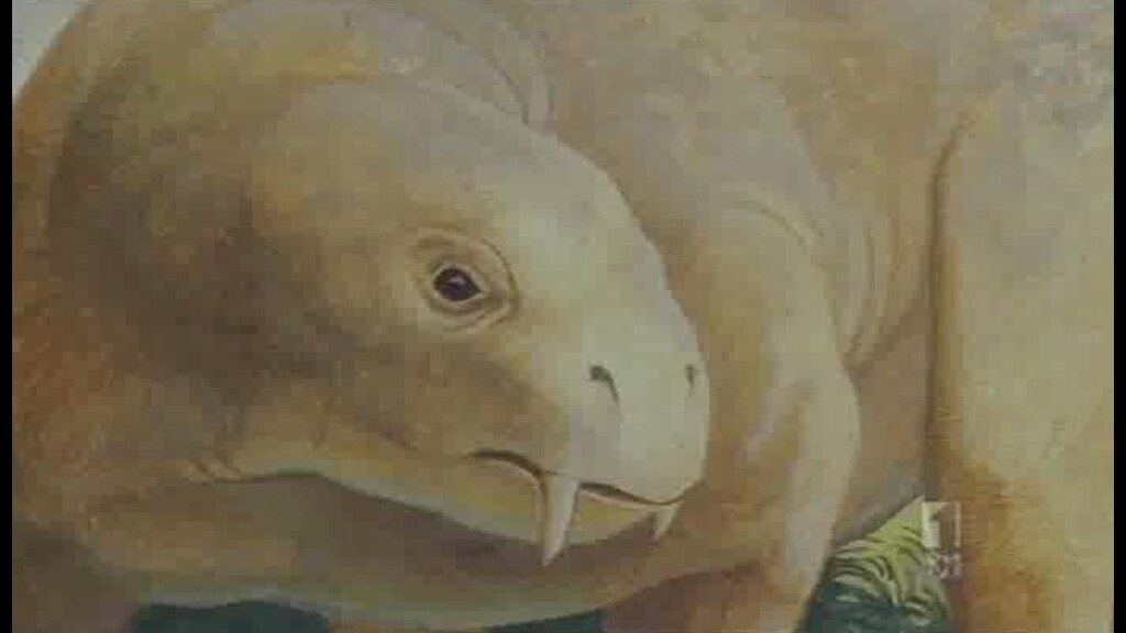 Sensational dicynodon fossils discovered - ABC News