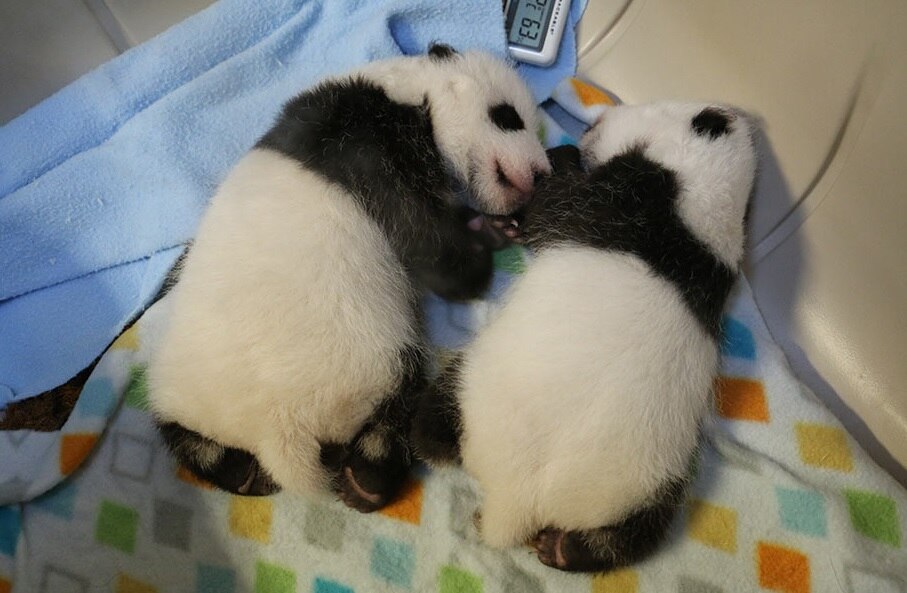 Six-week-old twin giant panda cubs at Toronto Zoo outgrow original ...