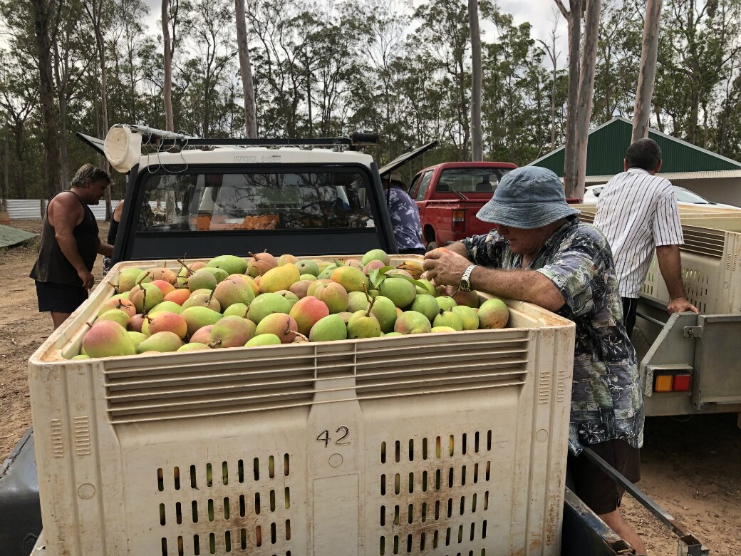 200,000 free mangoes: Philanthropic orchard owner gifts bumper crop to ...