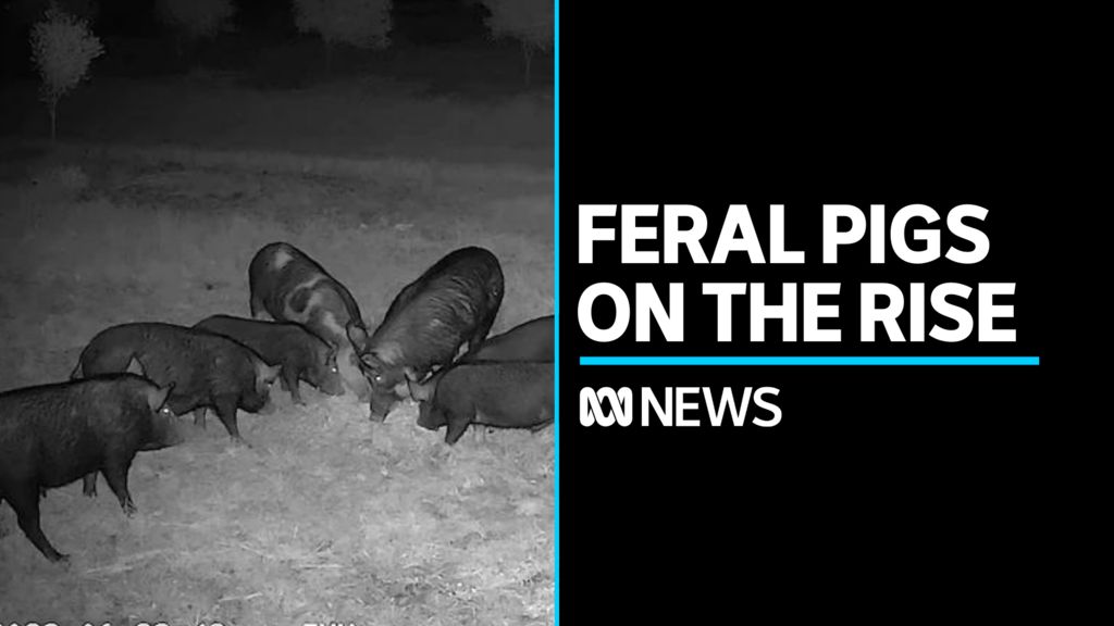 QLD explosion in feral pig numbers is decade's worst, farmers say - ABC ...