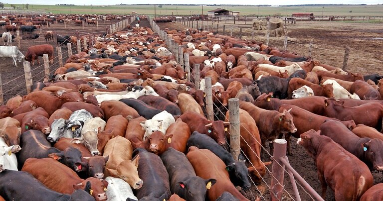 Impossible Whopper's plant patties taste almost like real meat — and ...