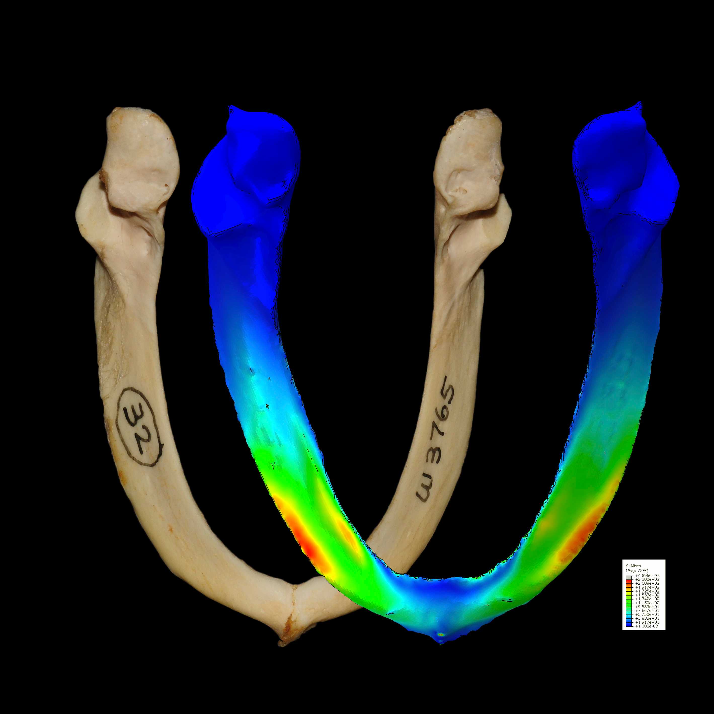 Wishbone helps in the puzzle of early evolution of flight - ABC listen