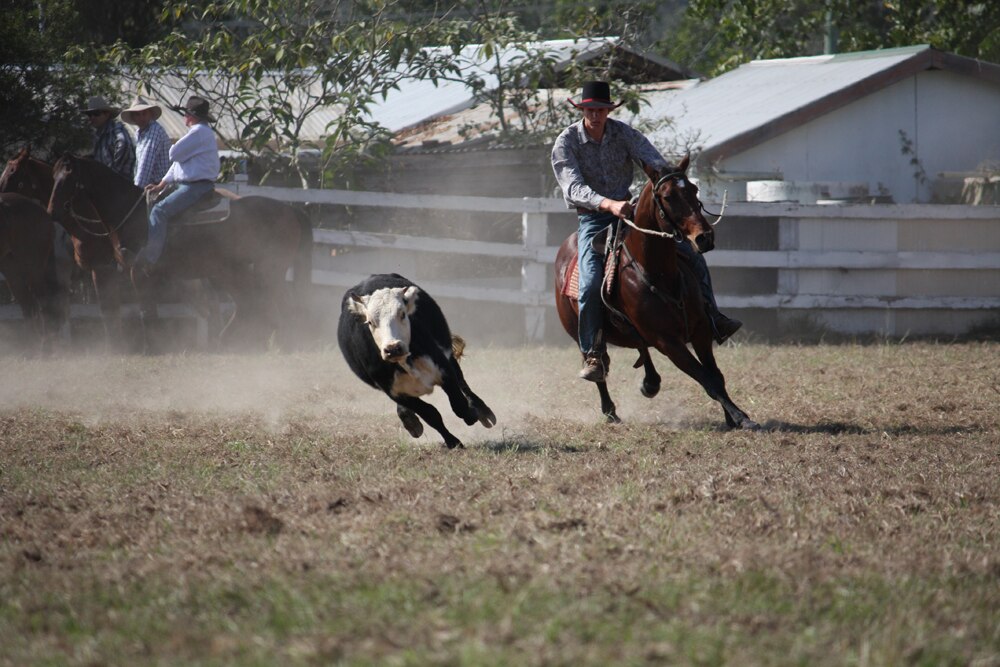 Campdrafting interest gallops ahead in South Australia - ABC News