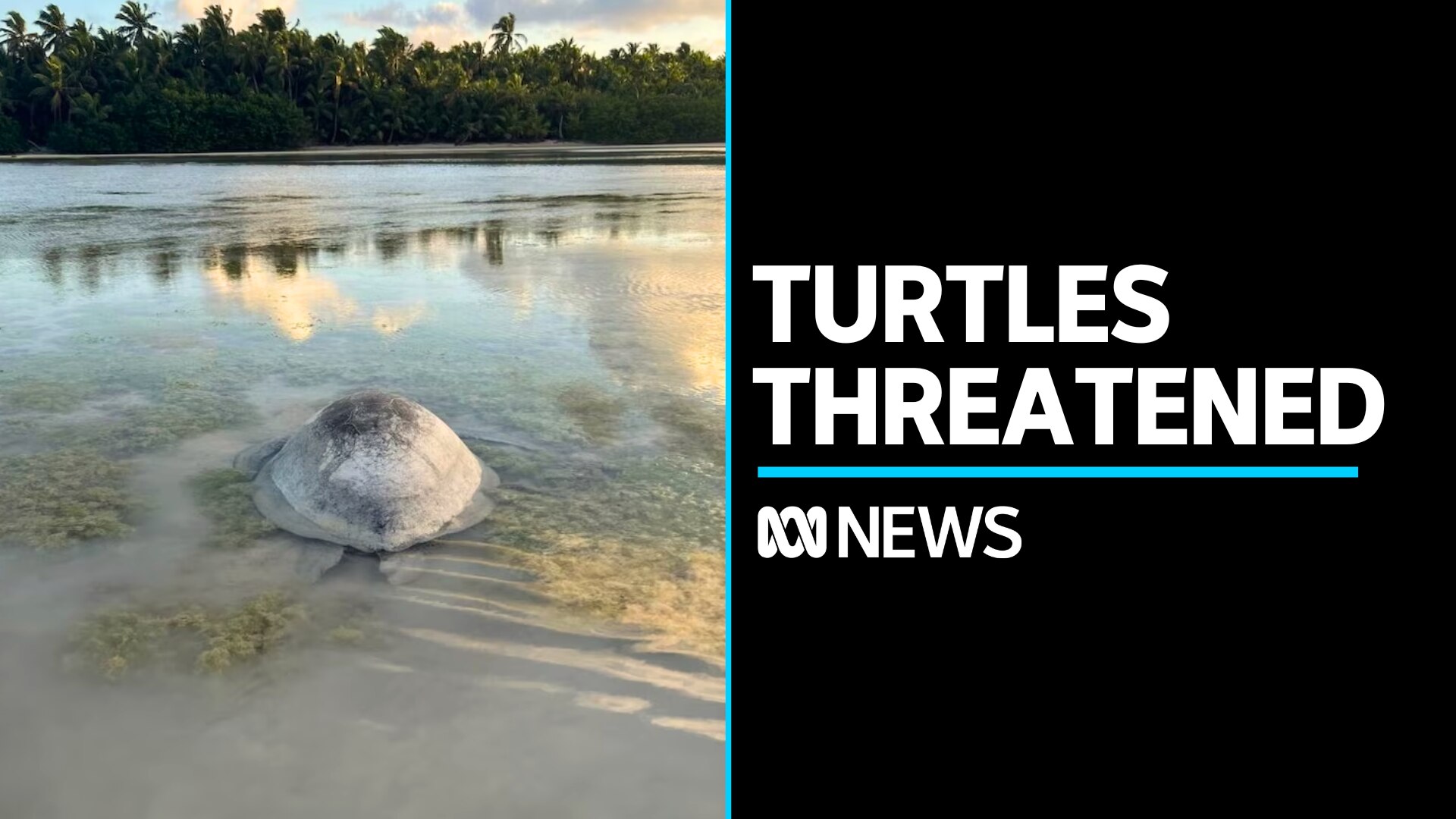 Cocos Island turtles dying near proposed Defence project - ABC News