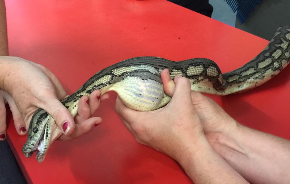 Snake swallows tennis ball, handler massages it out in delicate ...