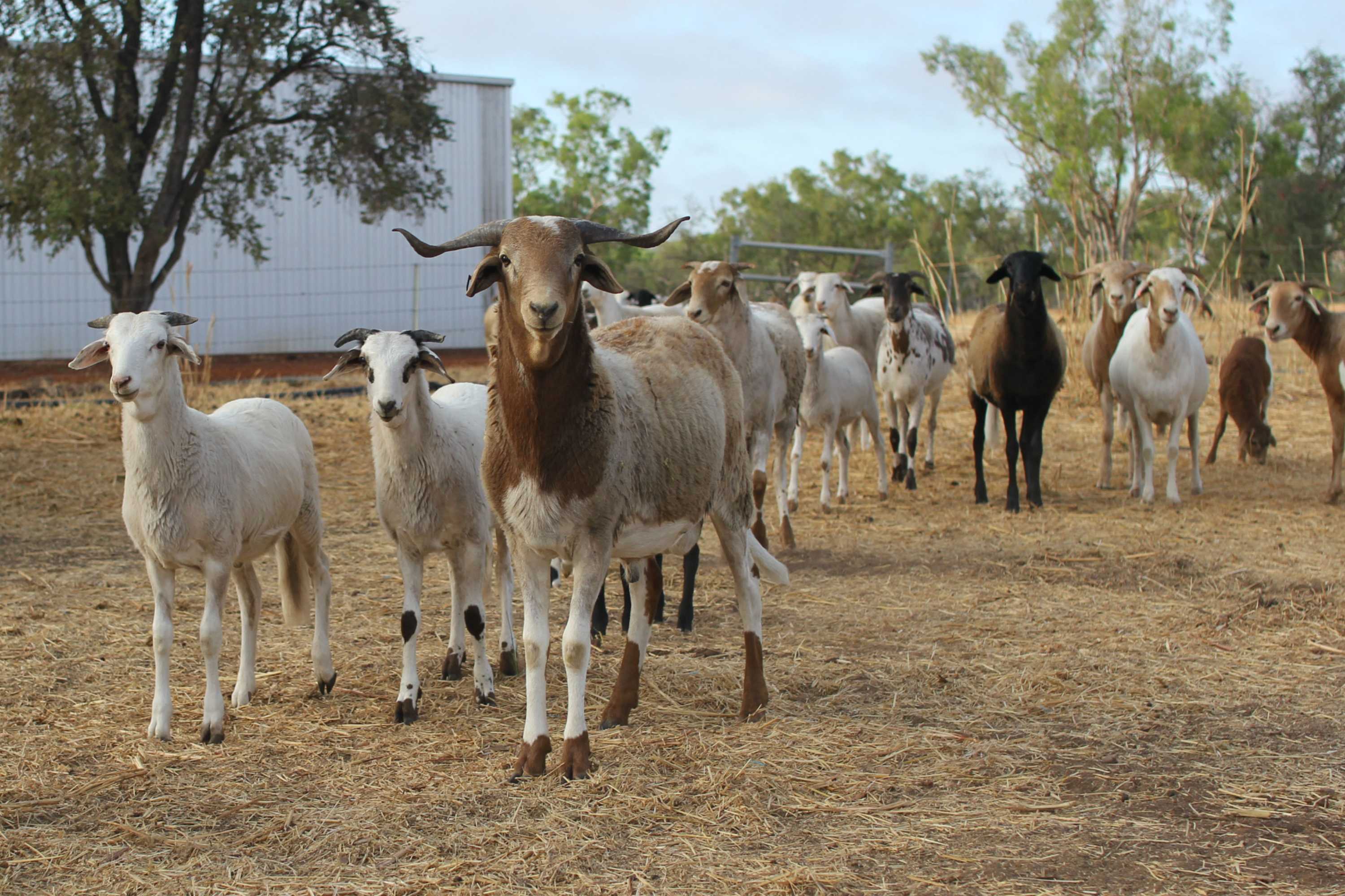 New ram needed to shepherd in fresh era at Top End cattle station - ABC ...