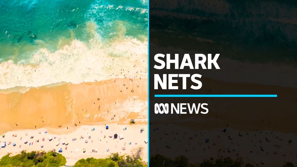 Shark netting to continue across NSW beaches this summer - ABC News