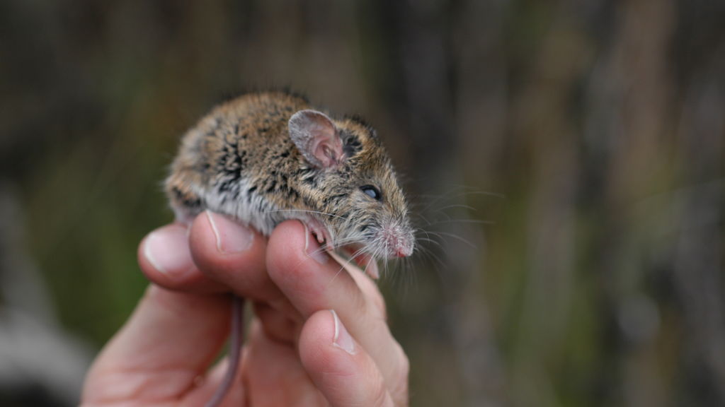 Photos Of Mice