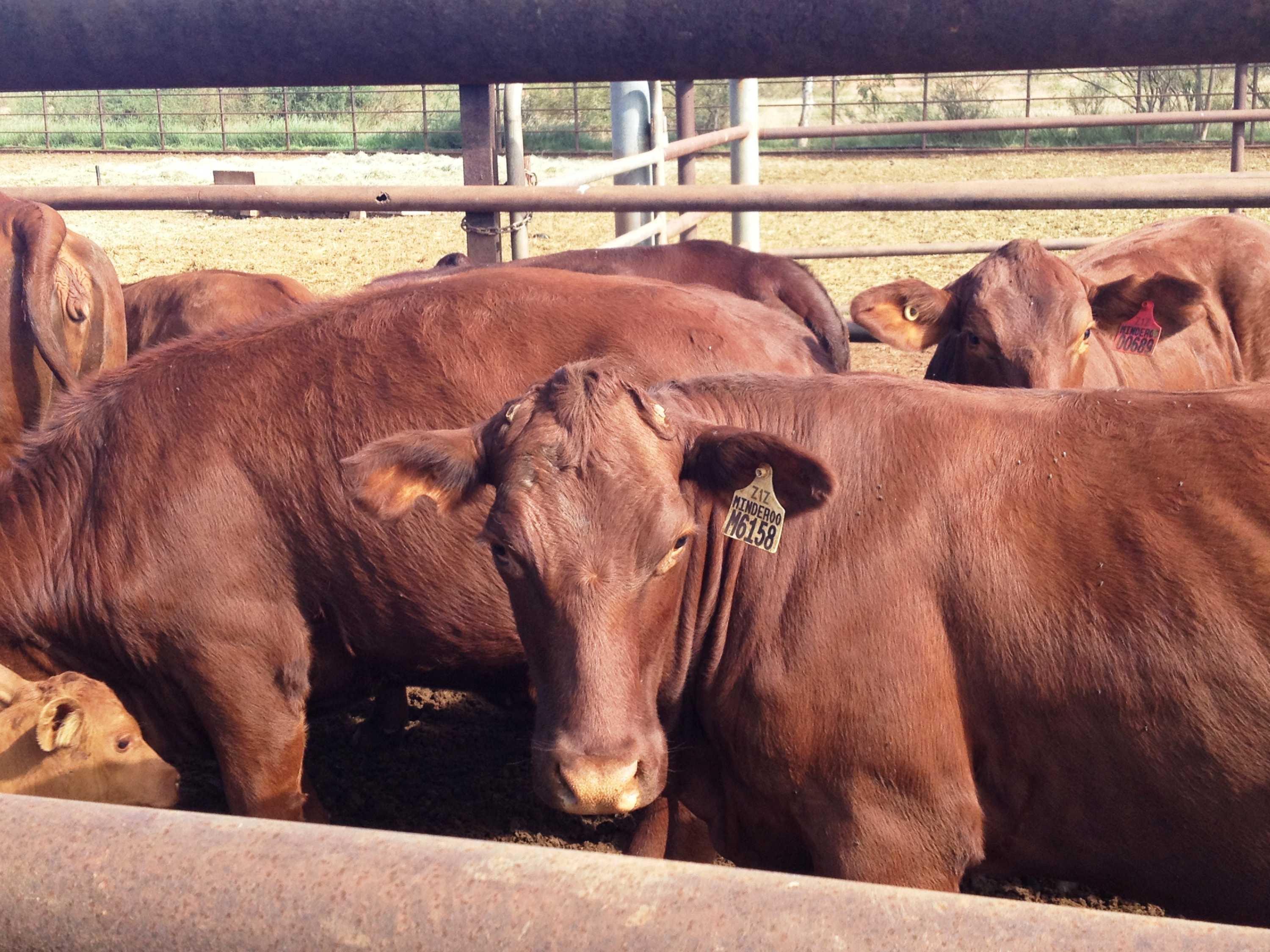 Minderoo Station snapshot: beefing up Pilbara cattle for the fine ...