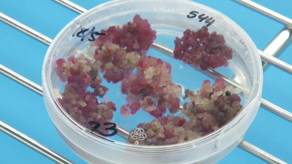 Cotton Conquest: Australian scientists discover how to grow coloured ...