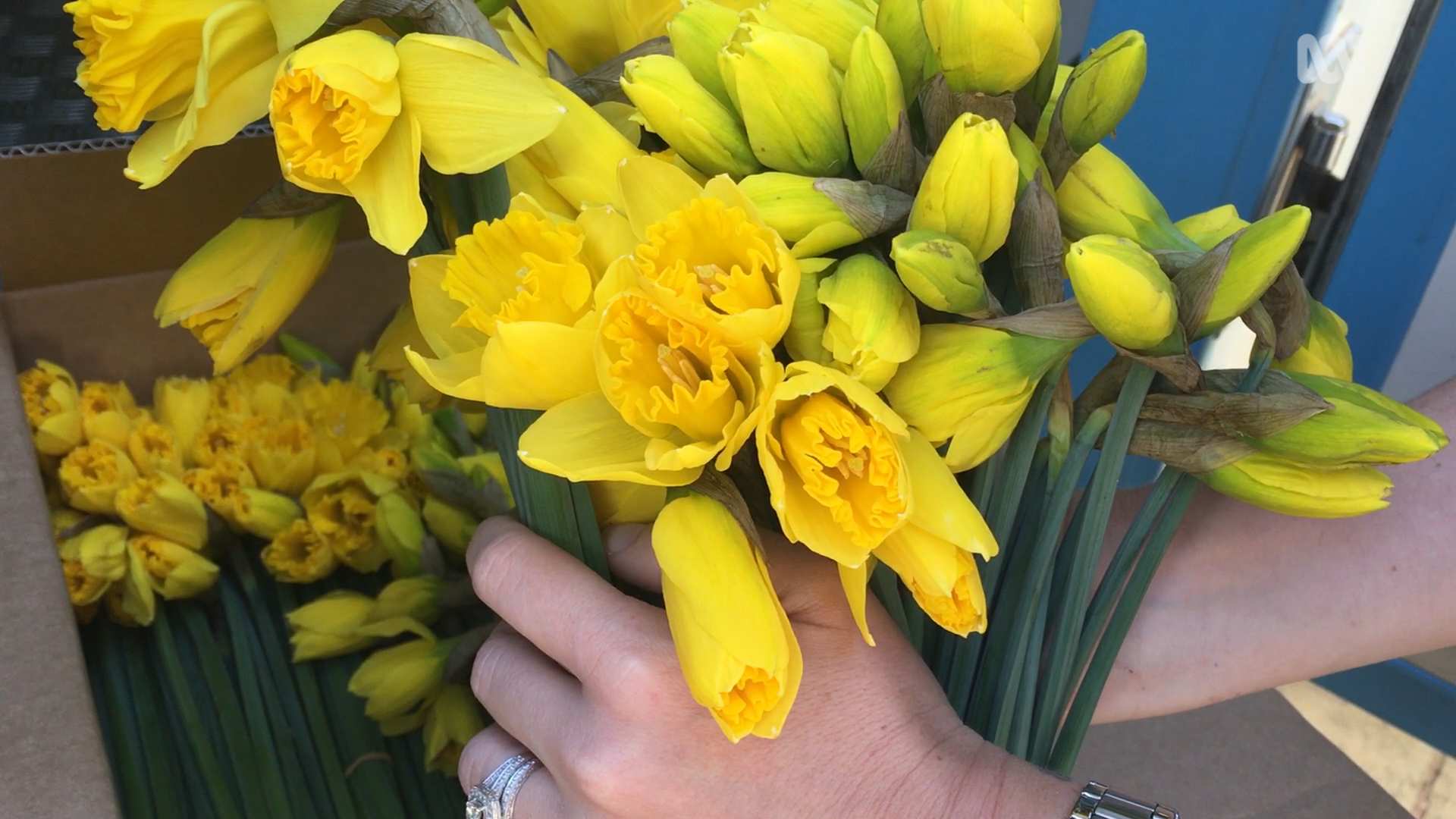 Daffodil Day in full swing with thousands of flowers on the move for ...
