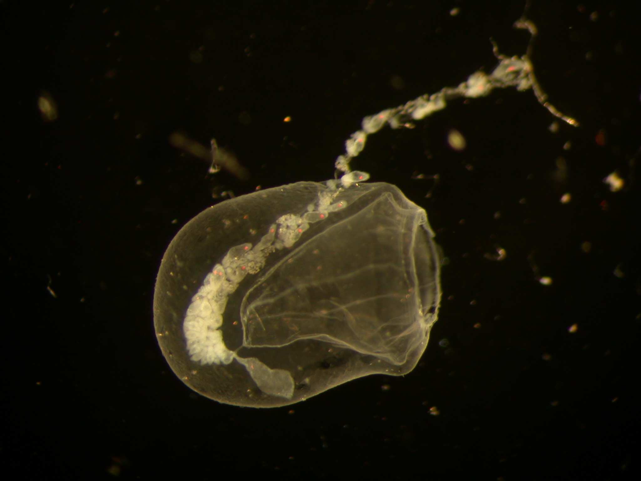 Fishing for micro-jellies on Hobart's docks with one of the world's ...