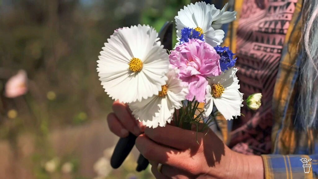 Episodes - Gardening Australia