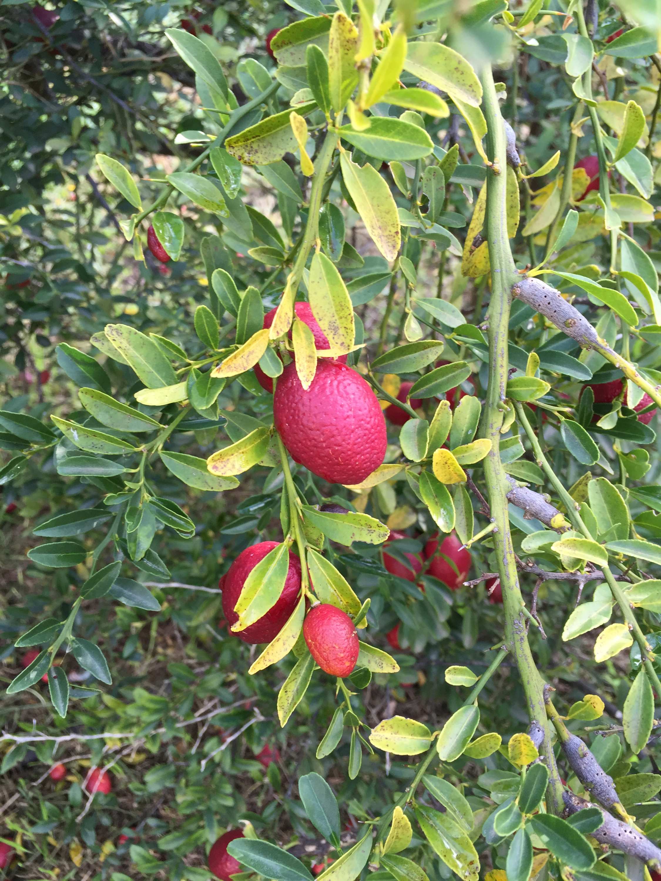 Foxes and cats stopping small grazing animals from managing pests in ...