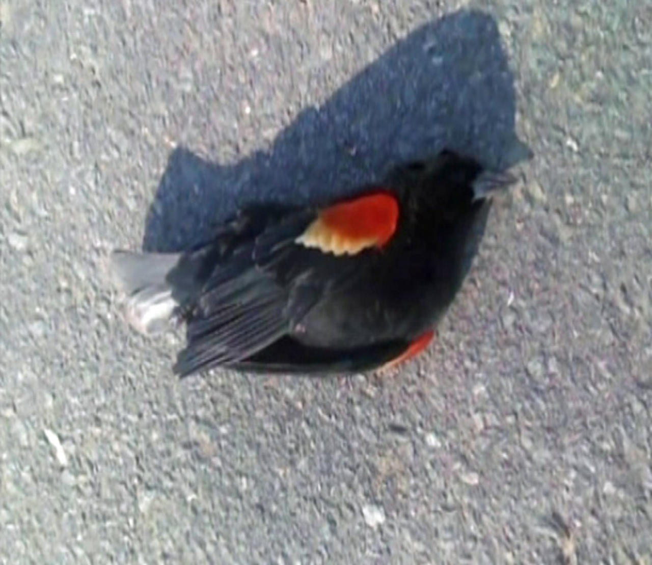 Birds fall from sky again - ABC News
