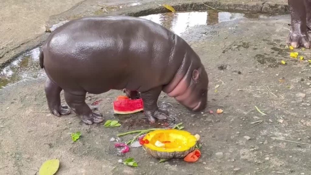 Thai hippo Moo Deng predicts victory for Donald Trump - ABC News