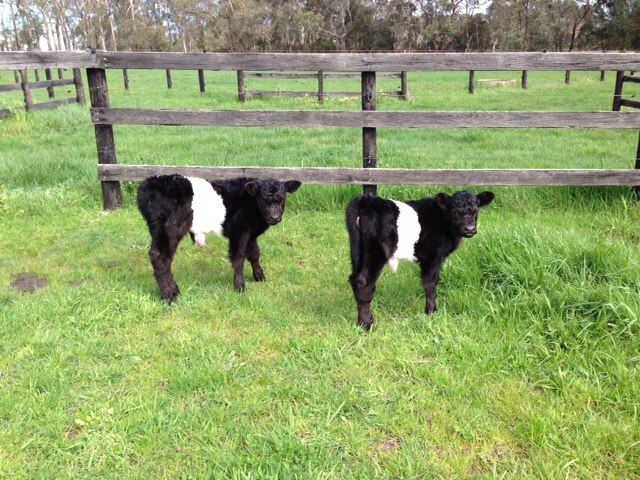 Is it bull? Freemartins - ABC News