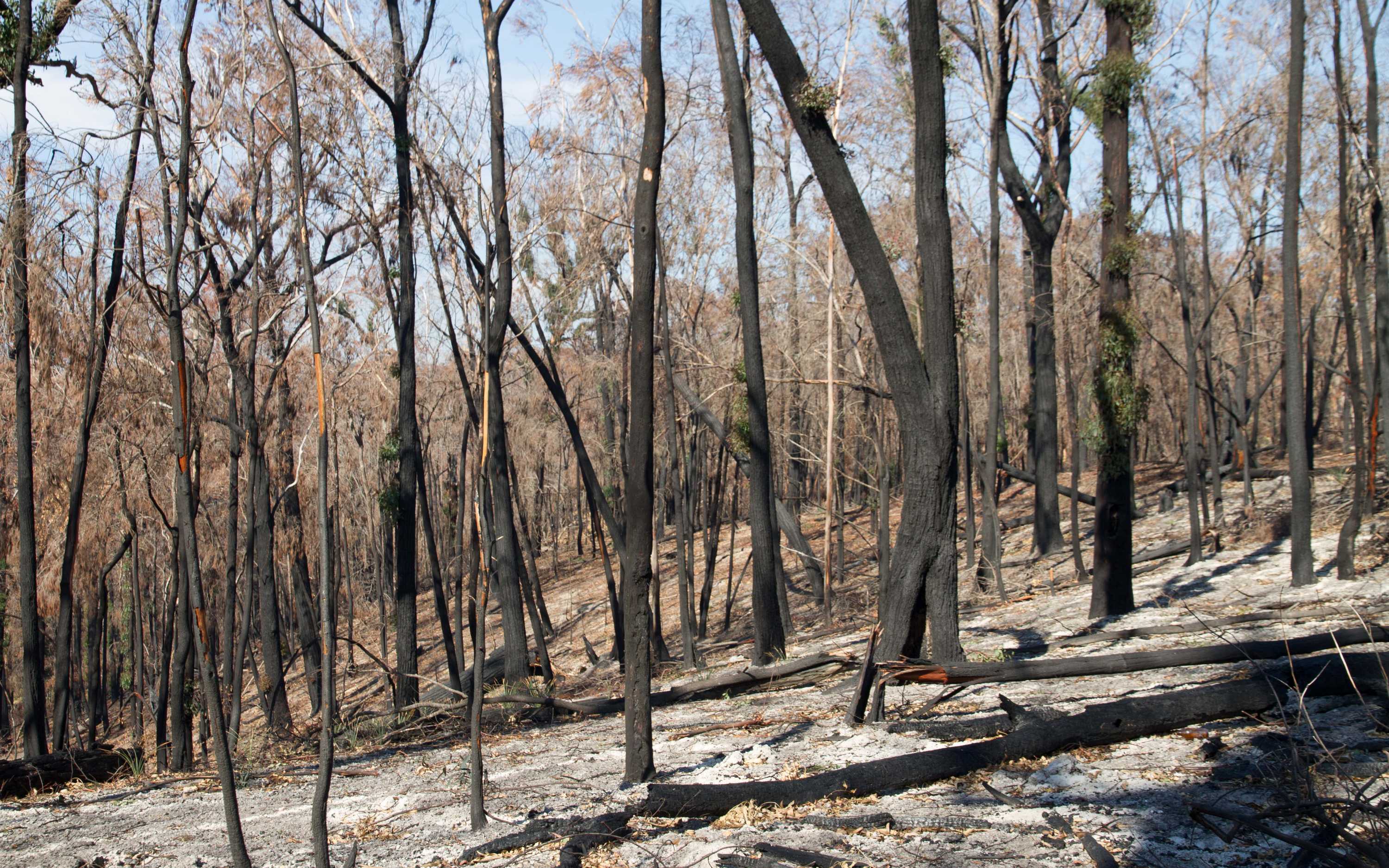Indigenous fire methods protect land before and after the Tathra ...