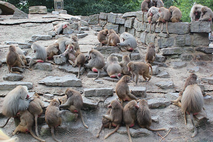 Dutch zoo baffled by spooked baboons that are sitting still, hardly ...