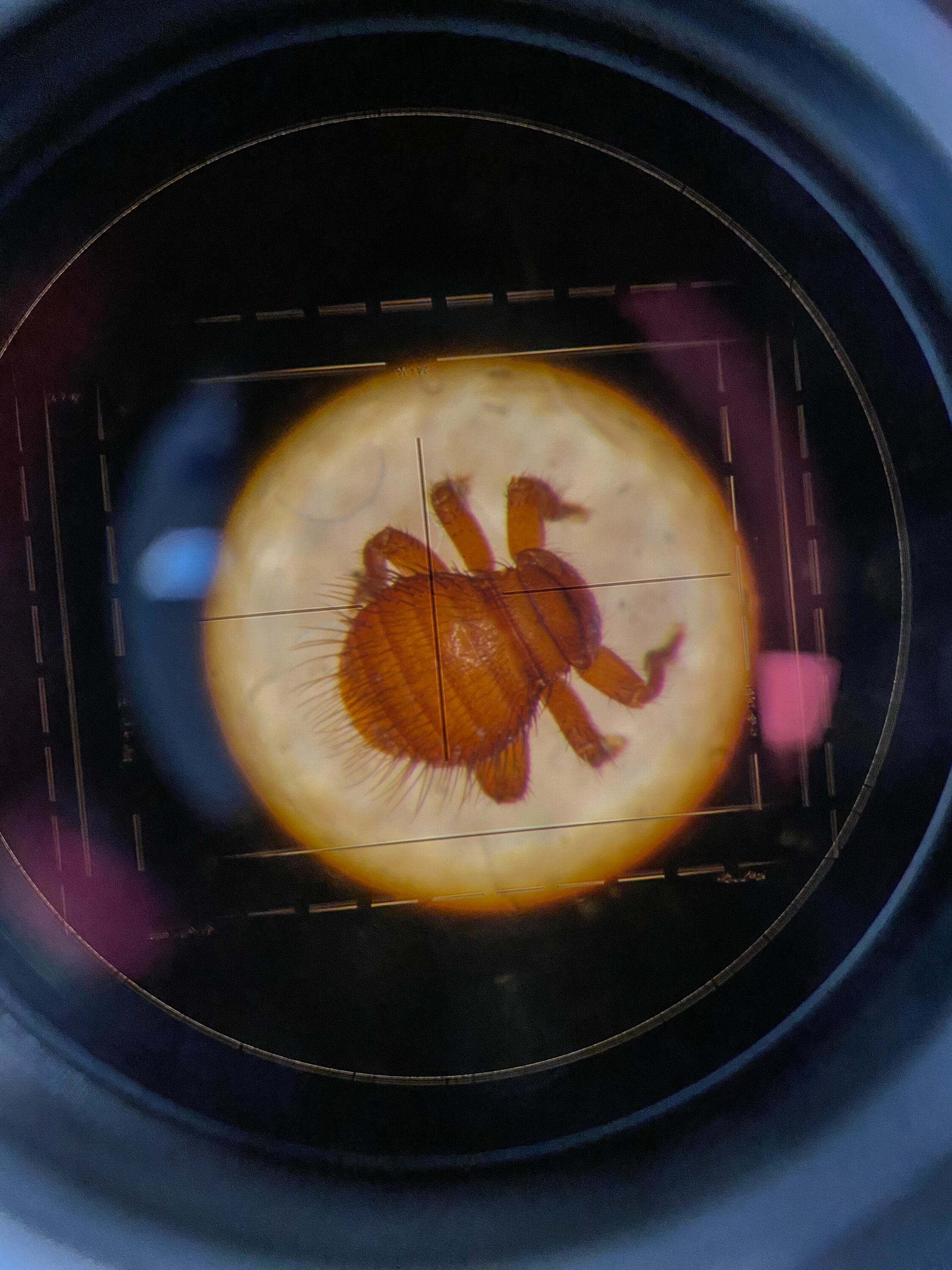 Detection of braula fly in NSW poses issues for beekeeping industry ...