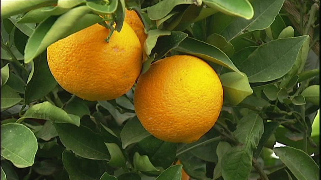 Citrus Greening: Protecting Australian farms from a devastating citrus ...