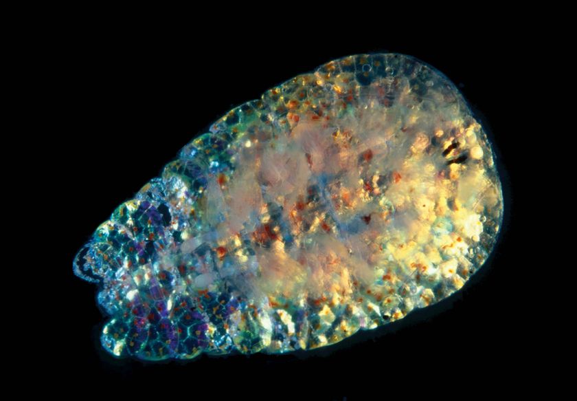 Scientists hopeful tiny ocean zooplankton will help tell if climate ...