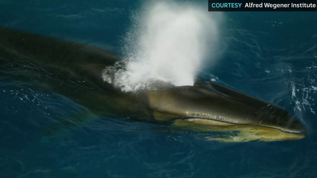 Rare sighting of huge group of fin whales in Antarctica - ABC News