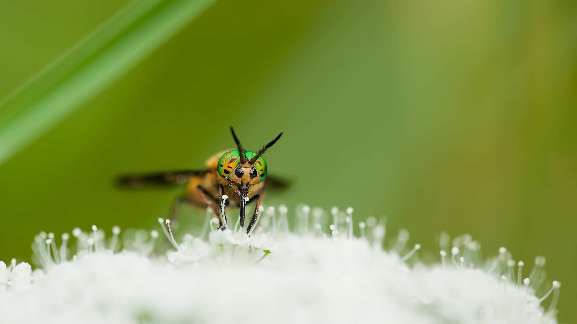 The fascinating lives of bugs in the rain - ABC listen