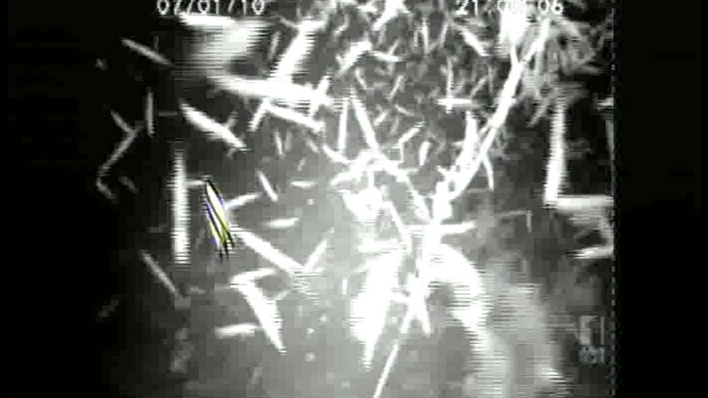 Tas scientist exposes krill reproduction - ABC News