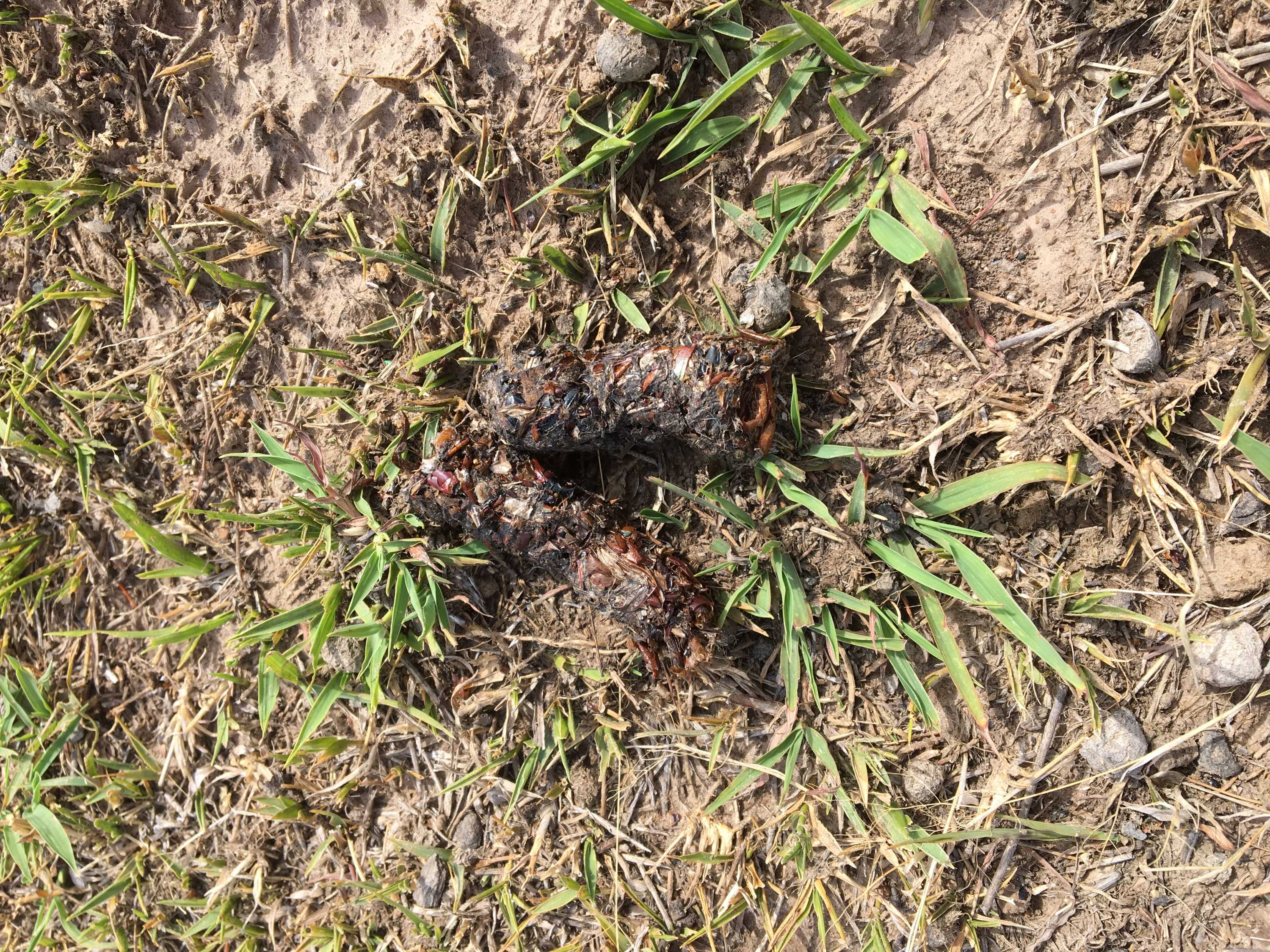 Foxes in the city and how to live with them - ABC News