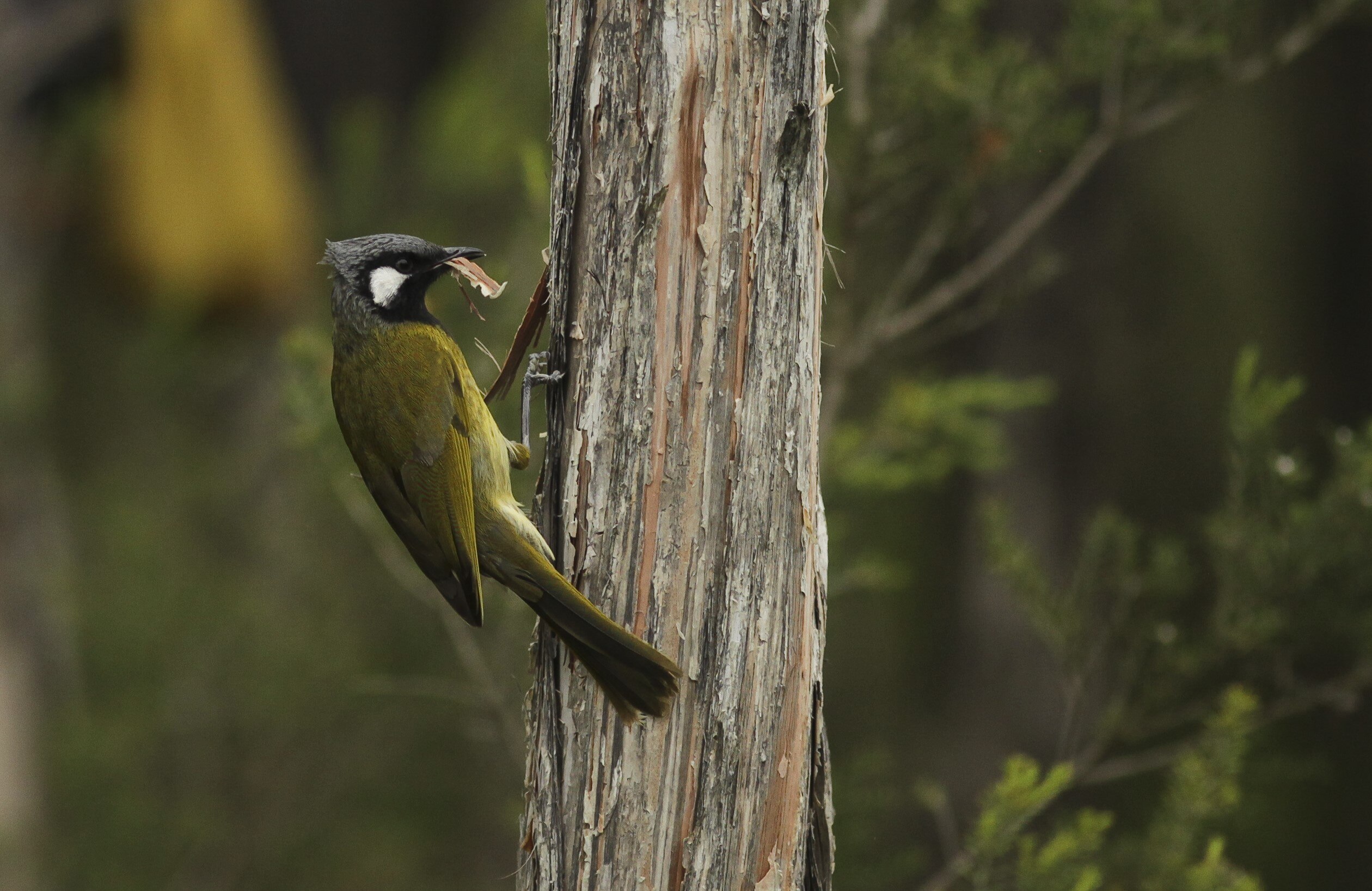 Study finds birds flock to replanted grazing land, as farm restoration ...