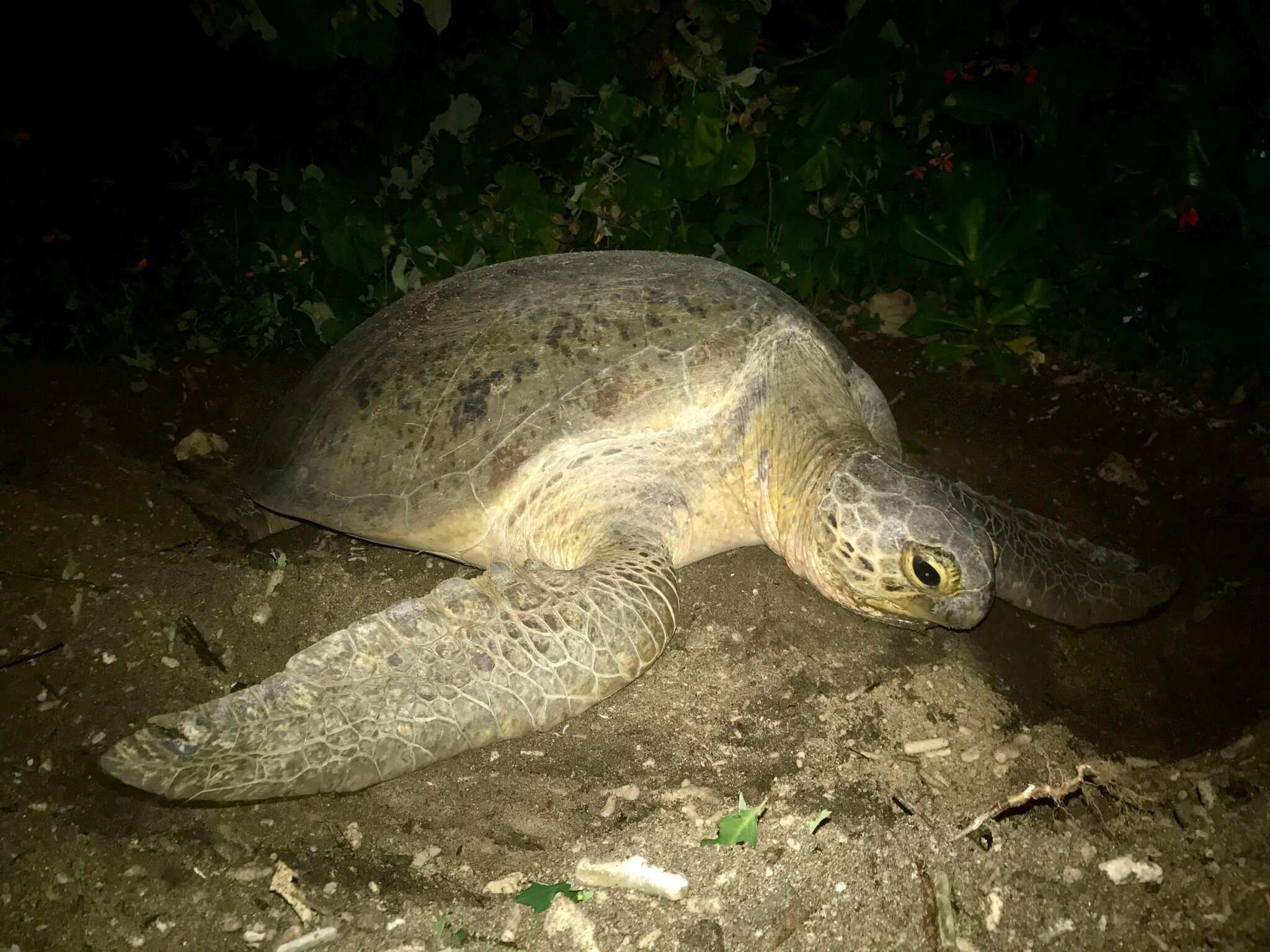 Turtle hatchlings born on Fitzroy Island - ABC News