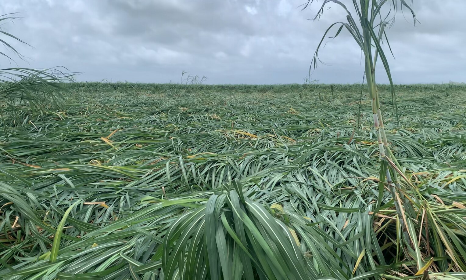 Home Hill sugar cane flattened - ABC News