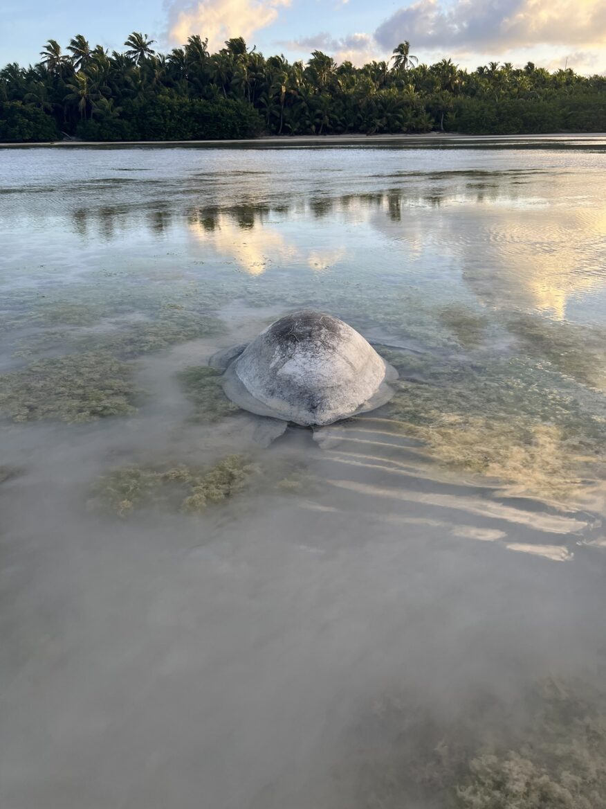 Cocos (Keeling) Islands turtles dying near runway that's key for ...