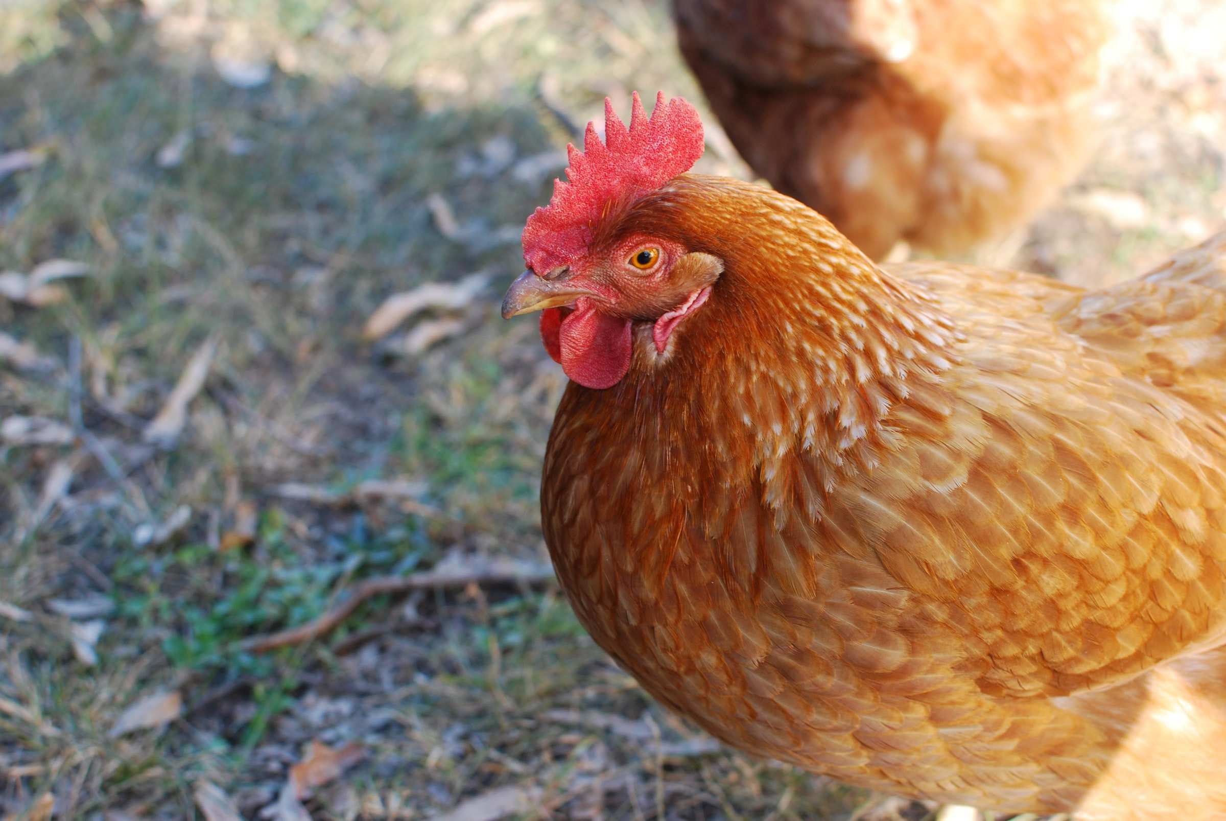 Hen welfare - ABC listen